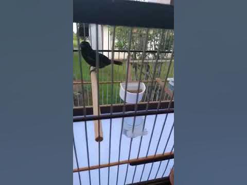 Picolet - Pije pije - YouTube