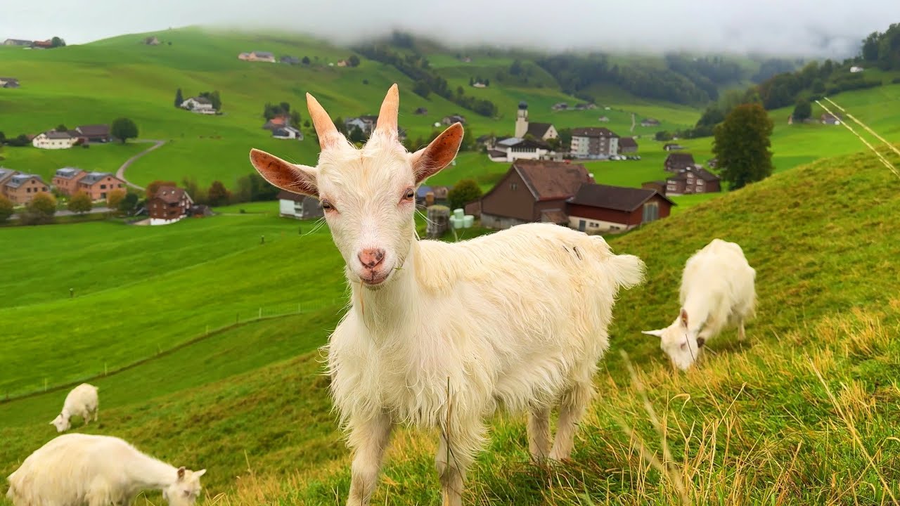 Life in Switzerland's Heavenly village - Relaxing walk in the most ...