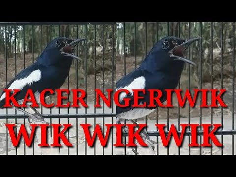 KACER NGRIWIK WIK WIK