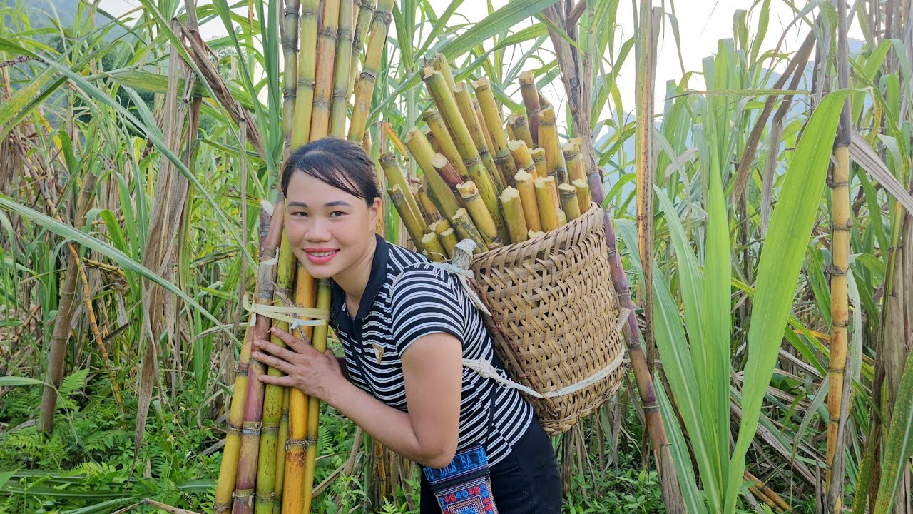 Harvest yellow sugar cane and bring it to the market to sell | Chuc Thi ...
