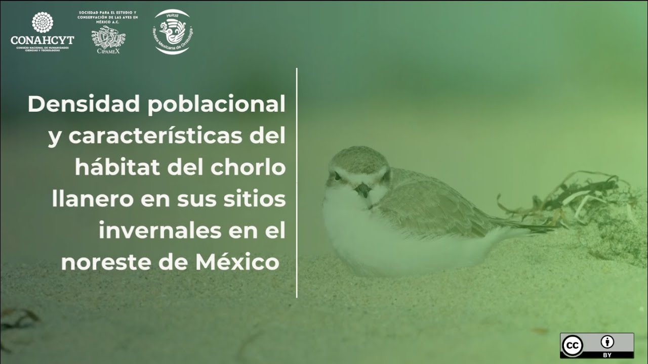 CIPAMEX - Densidad y hábitat del chorlo llanero y sus sitios invernales ...
