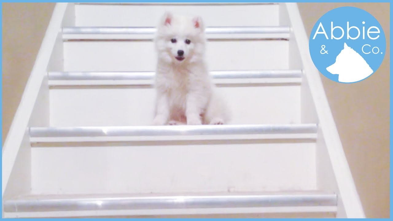 Abbie Tries Stairs - Abbie & Co. - Episode 3 - Cute American Eskimo ...