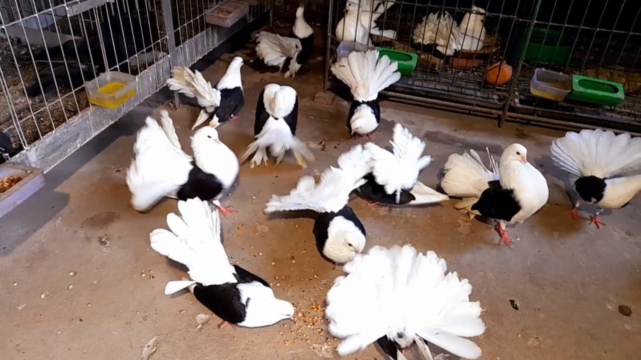 Amazing English saddal back fantail pigeon collection l Unique fancy ...
