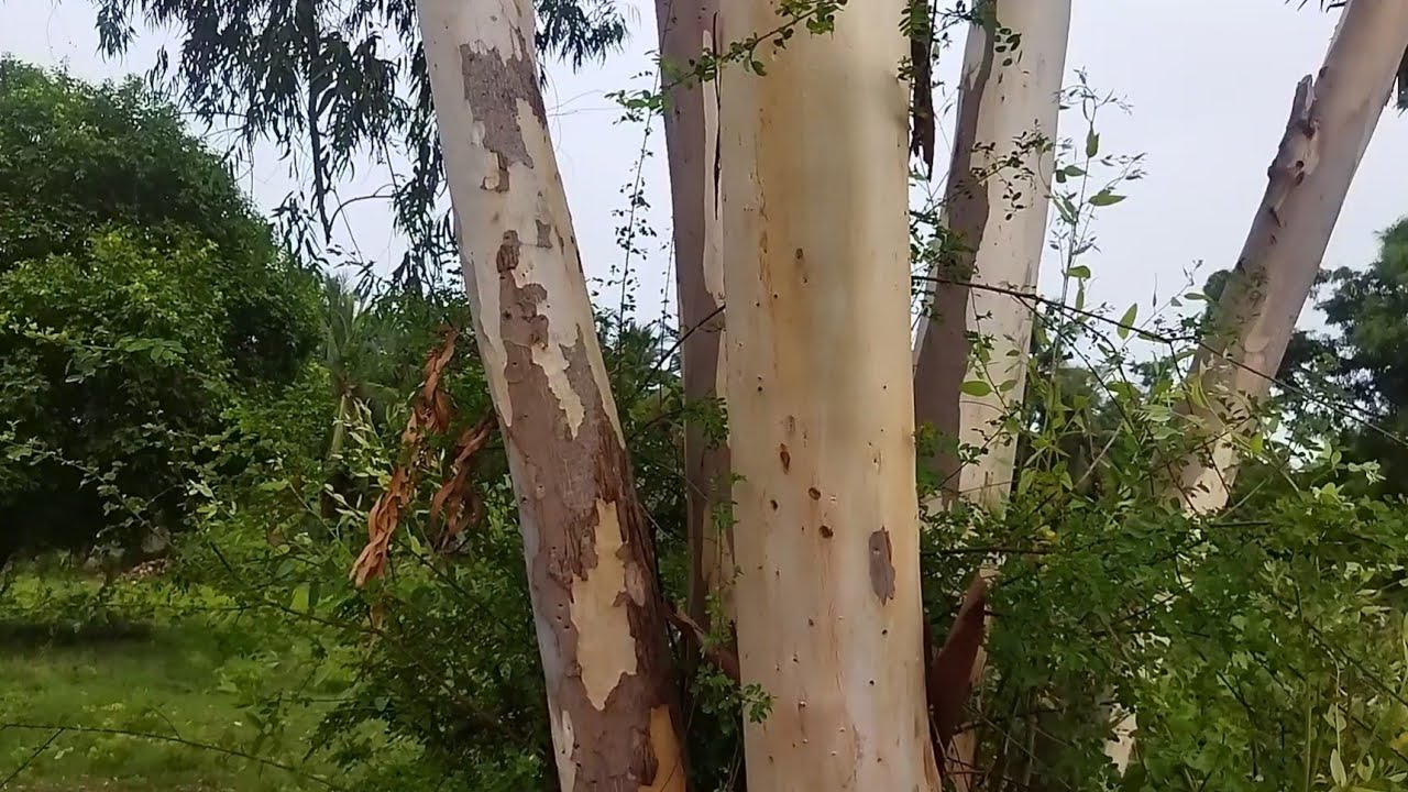 தைல மரம் / Eucalyptus tree / Nilgiri tree / Eucalyptus globulus labill ...
