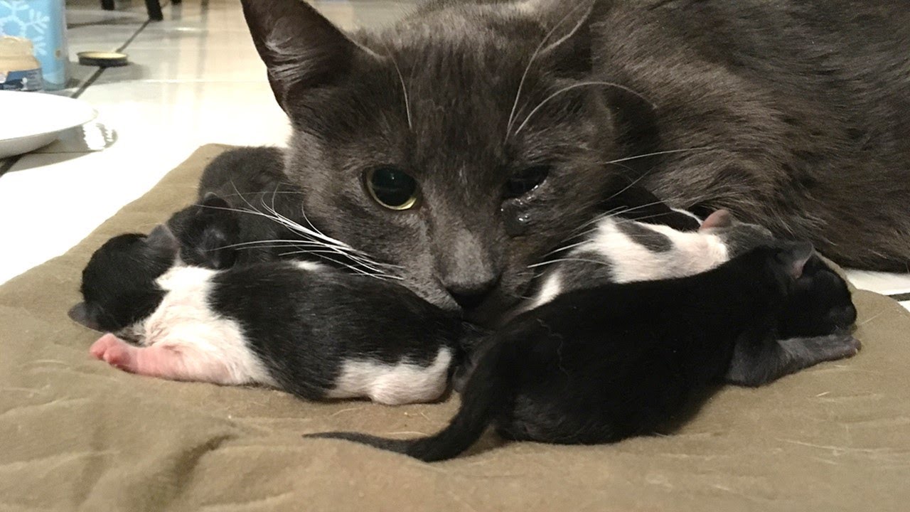Beautiful Momma Cat with her Premature Babies - YouTube