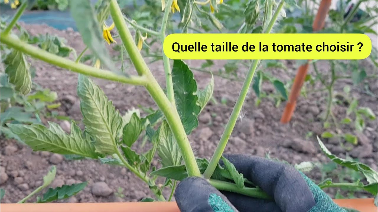 Les 4 différentes taille de la tomate, au choix 2023 - YouTube