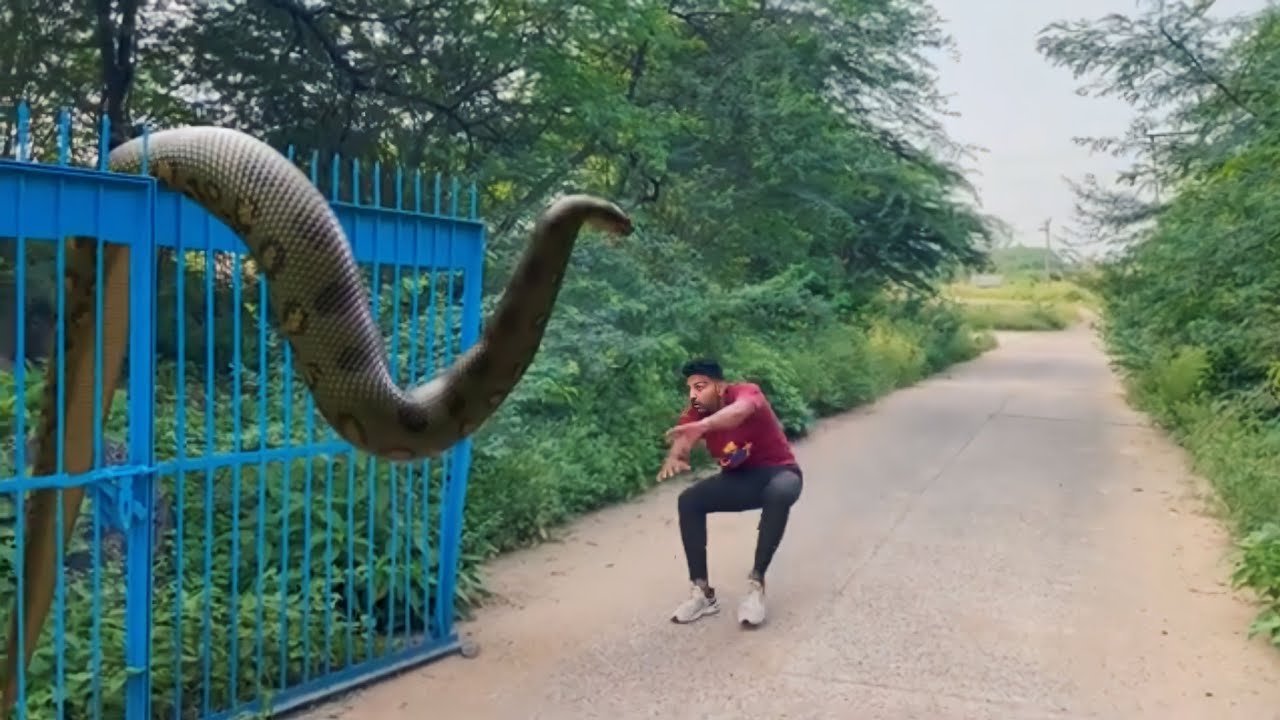 Mini Short Video //Anaconda Snake// in The Real Life //BK Short// - YouTube