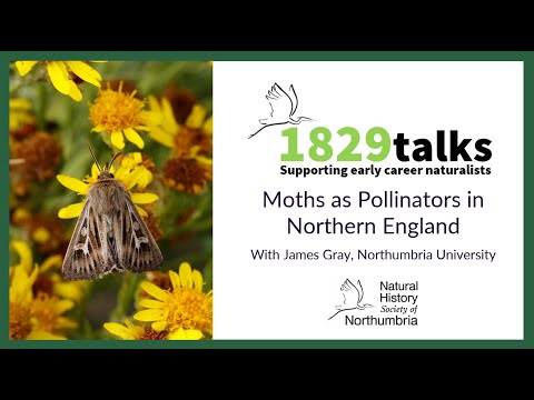 Are Small Moths More Likely To Be Gray