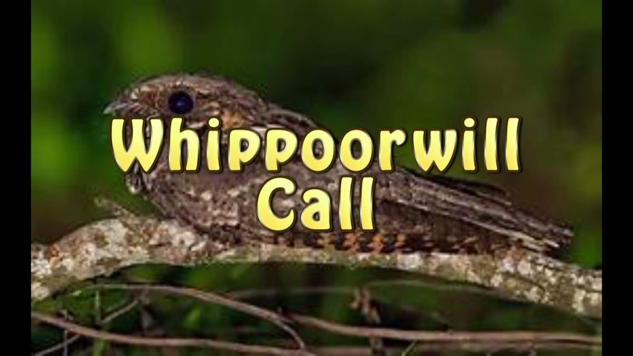 Nocturnal bird calls of Florida - YouTube