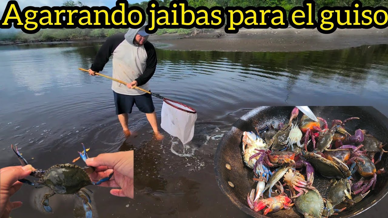 Asi Sacamos Las JAIBAS Para El GUISO facil de sacar - YouTube