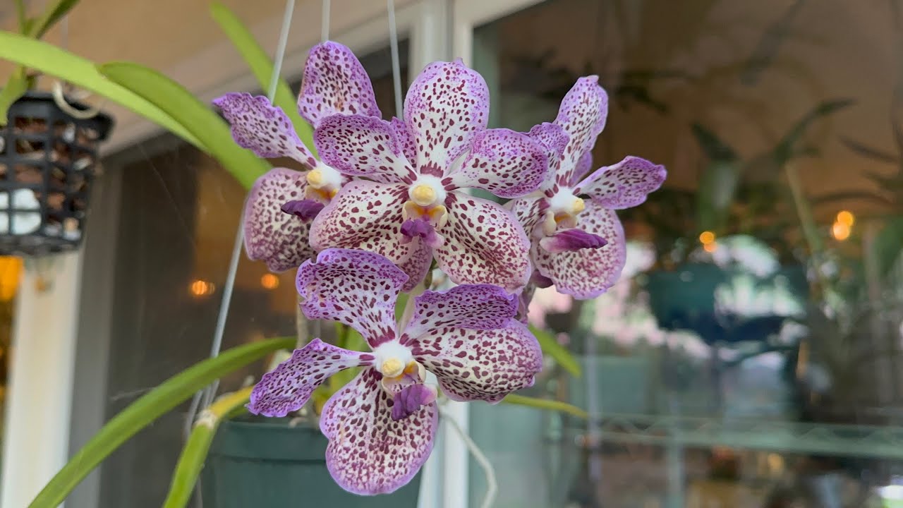 Vanda Java Jive Blooms - August 2023 - YouTube