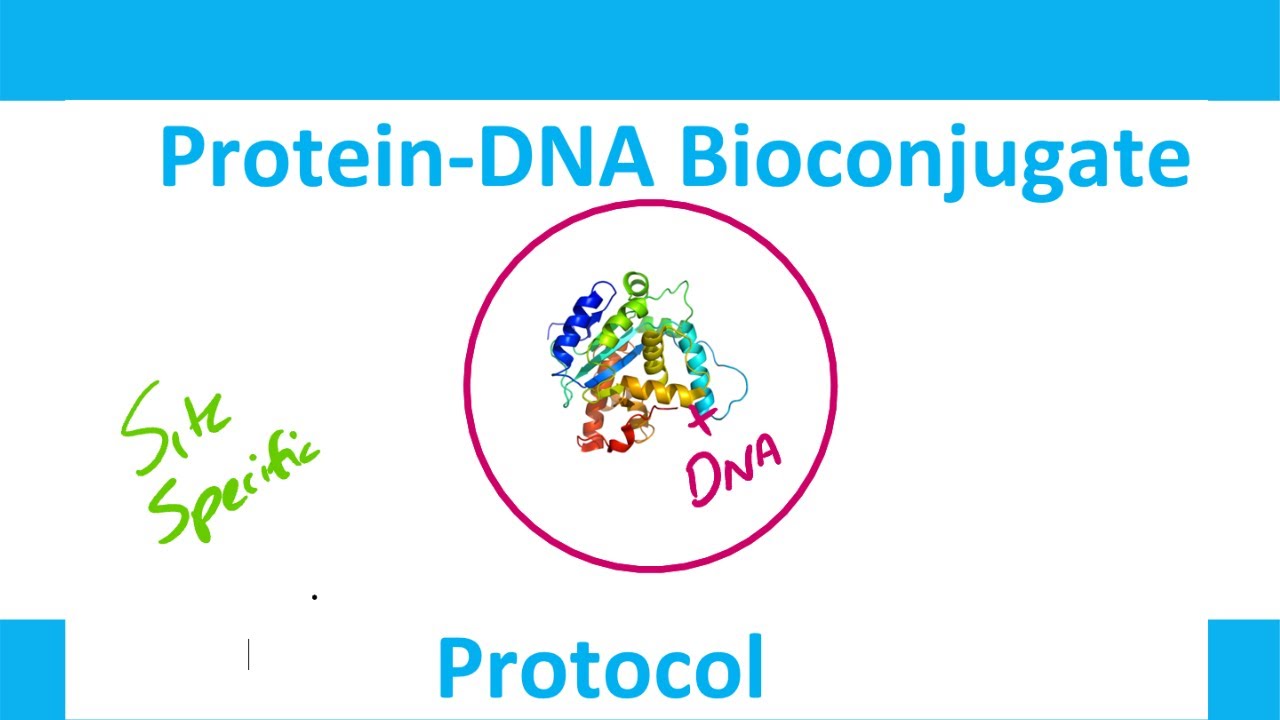 Protein DNA Bioconjugate Protocol | Bioconjugation - YouTube