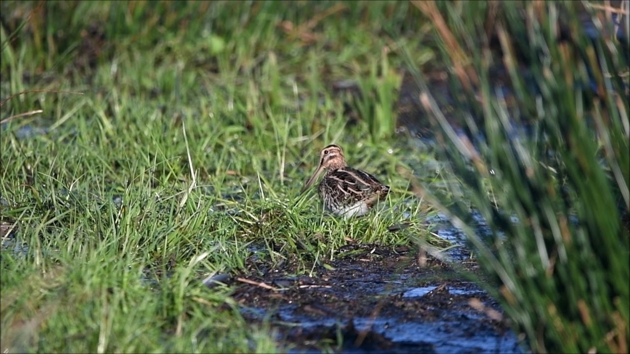 Snipe feeding - YouTube