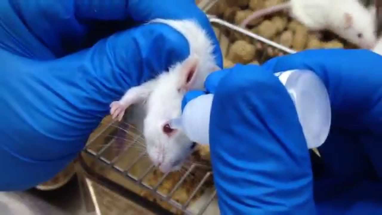 Eye drops for mice 乾眼症之小鼠 (點人工淚液) - YouTube