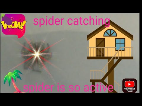 spider catching how to control a spider - YouTube