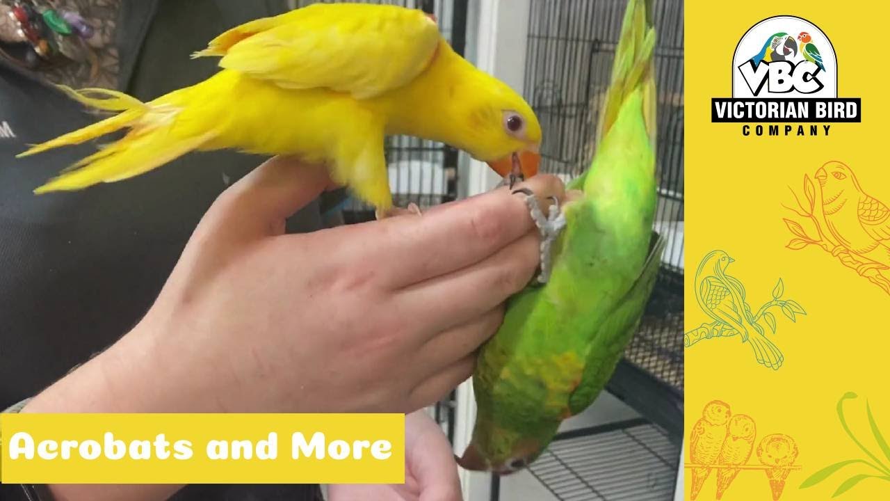 Hand Reared Pet Parrots | 27/1/23 | Victorian Bird Co - YouTube