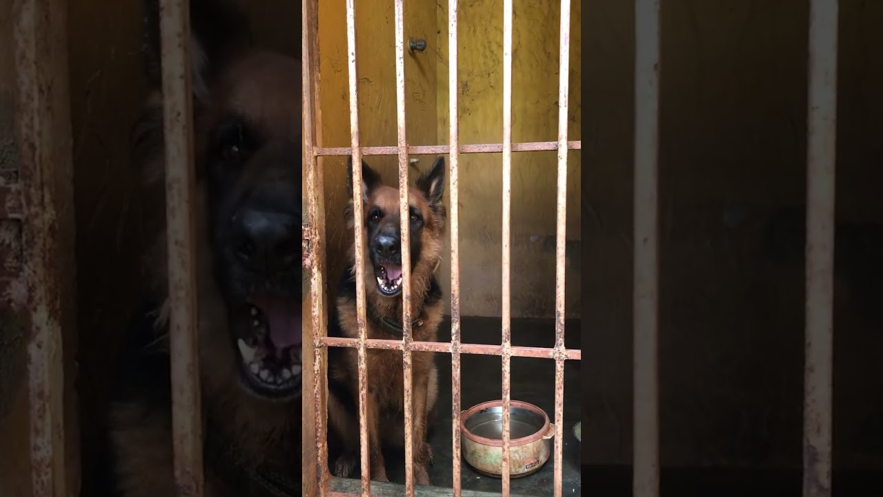 My guard dog is pissed off # angry - YouTube