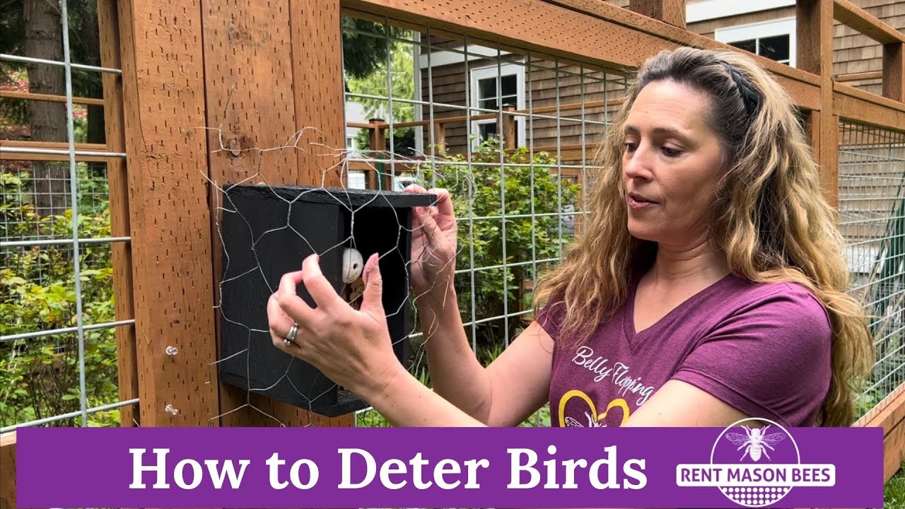 How to Prevent Birds from Bothering Your Solitary Bees - YouTube