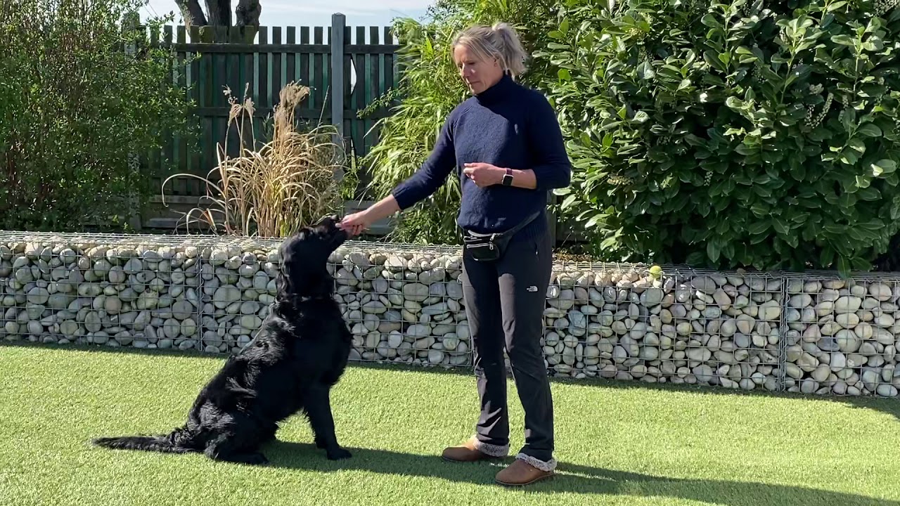 Tracey’s One Take Wonder Dog Training - YouTube