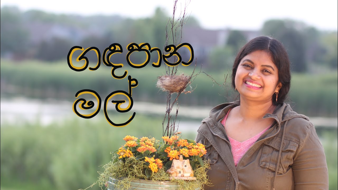 ගඳපාන මලක නොදුටු ලස්සන - Plant arrangements using Gandapana (Lantana ...