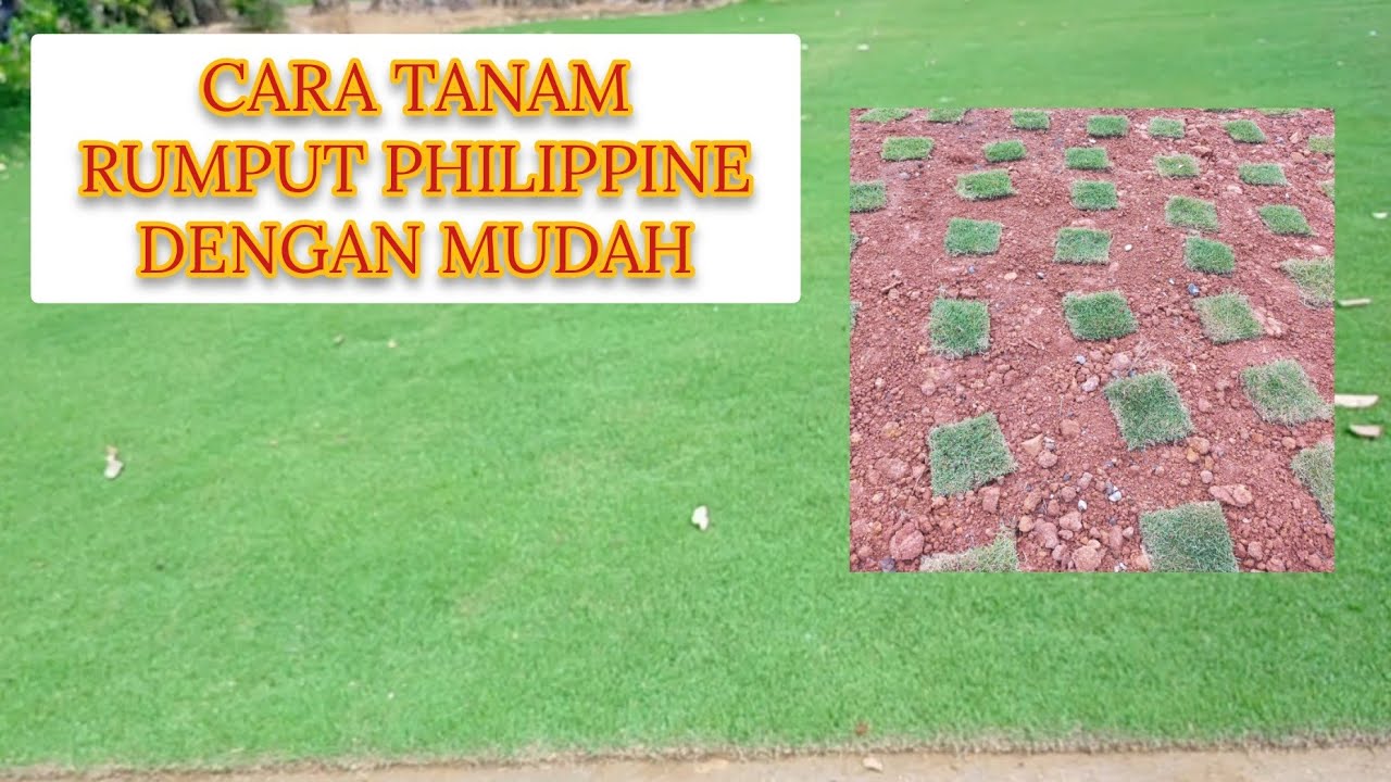 Cara Tanam Rumput "Philippine".. - YouTube