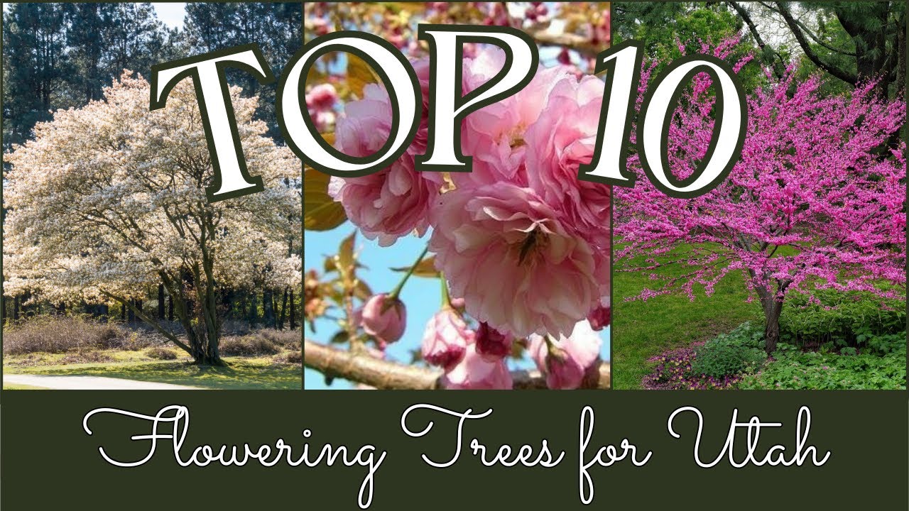 Top 10 Flowering Trees for Utah - YouTube