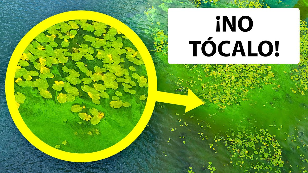 Esquema De Color Verde Espuma De Mar Si Ves Esta Espuma Verde En La