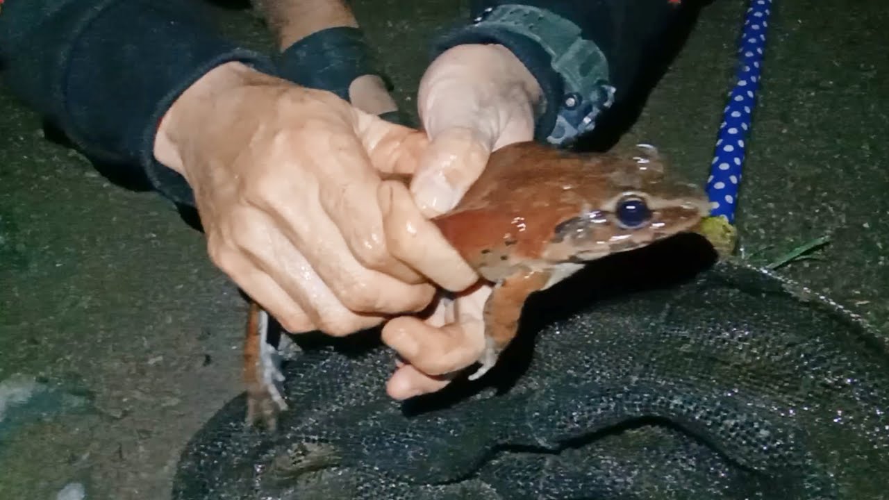 Hunting Malam Swike - YouTube