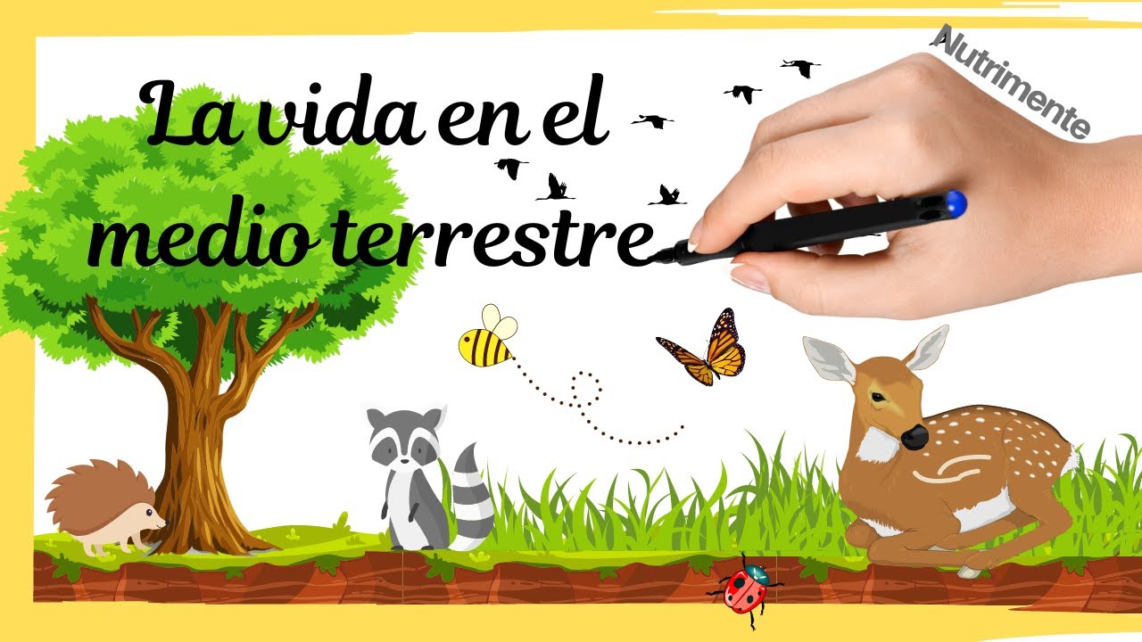 Ecosistema TERRESTRE - YouTube