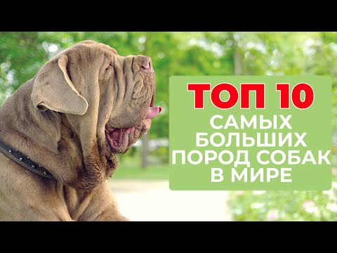 Самые большие породы собак в мире - ТОП 10