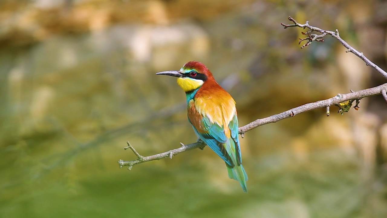 Bee-eater / Prigorie / Merops apiaster - YouTube