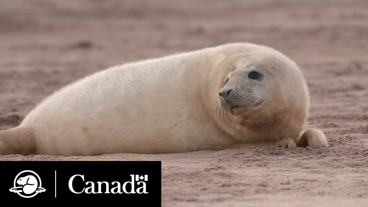Sable Island: The World's Largest Grey Seal Colony | Parks Canada - YouTube