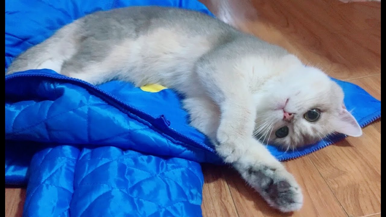 Aww an adorable Leo cat 🤪 Oh my God too cute P51 - YouTube