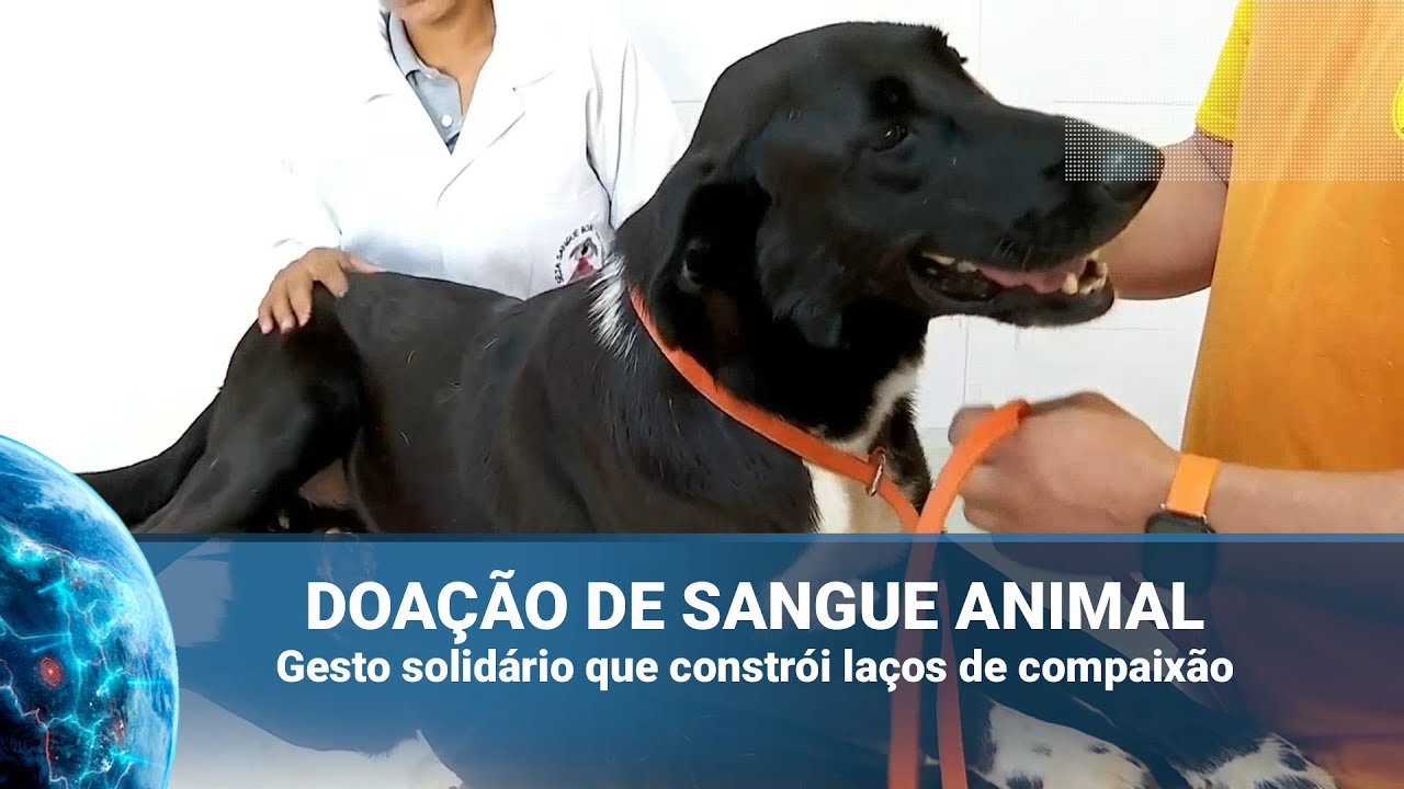 DOAÇÃO DE SANGUE ANIMAL - YouTube