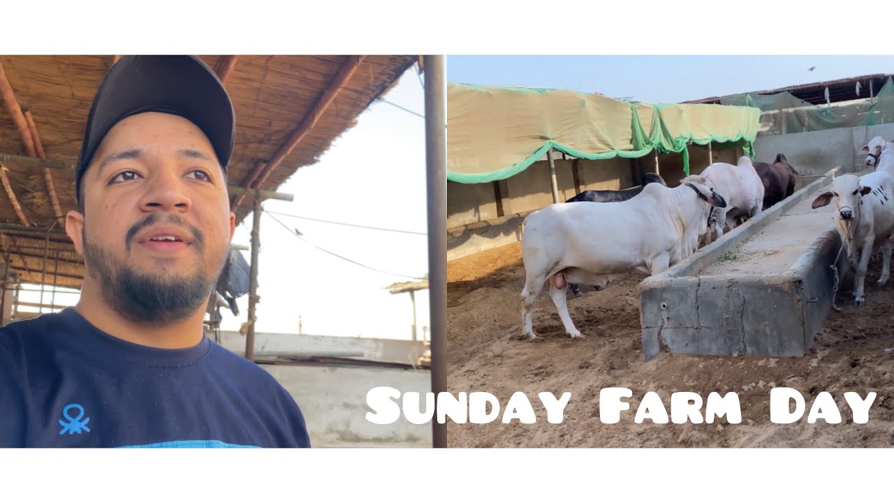 Sunday Farm Day 💕 | Short Vlog 👌 - YouTube