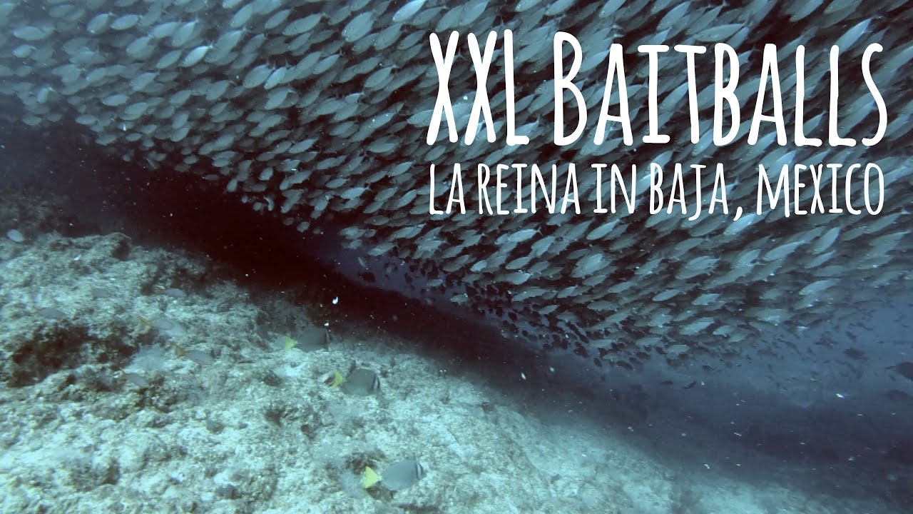 1MILLION FISH: XXL Baitballs🐟 Swimming w Whale Shark & Dolphins🐬 Sea ...