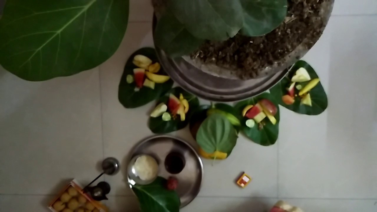 vat savitri puja वट सावित्री पूजा बरगद Banyan tree worship - YouTube