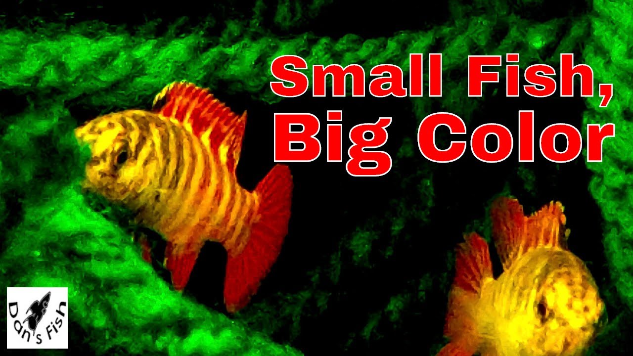 Black Tiger Dario: Little Gems from Myanmar - YouTube