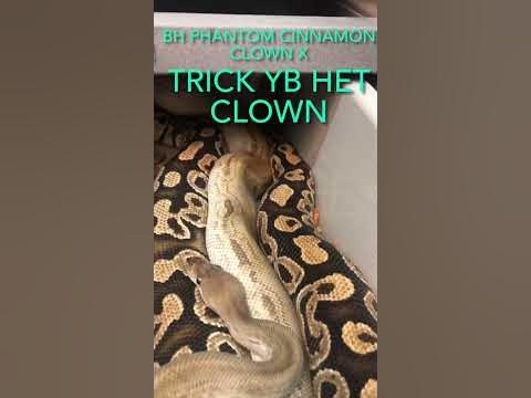 Black Head Phantom Cinnamon Clown X Trick YB het Clown/Snake breeding ...