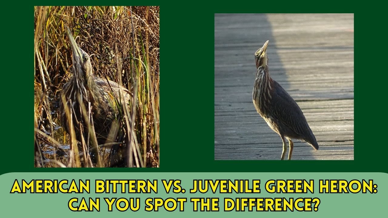 Are You Looking at an American Bittern or a Juvenile Green Heron? - YouTube
