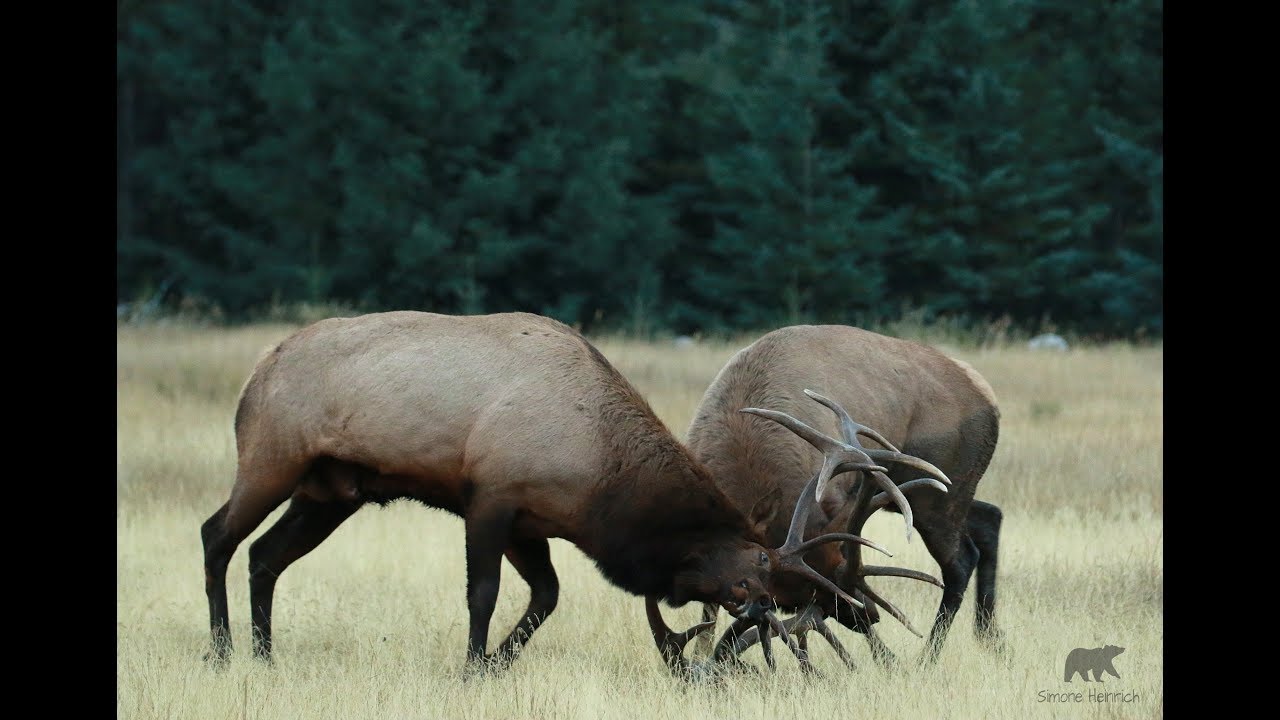 Bull Elk Fighting - YouTube