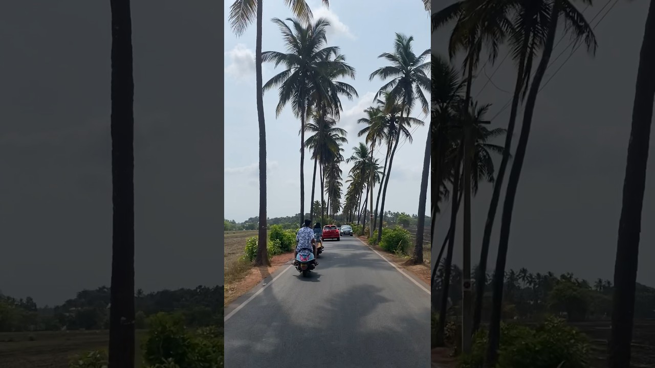 Goa coconut tree road 🌴🌴 - YouTube
