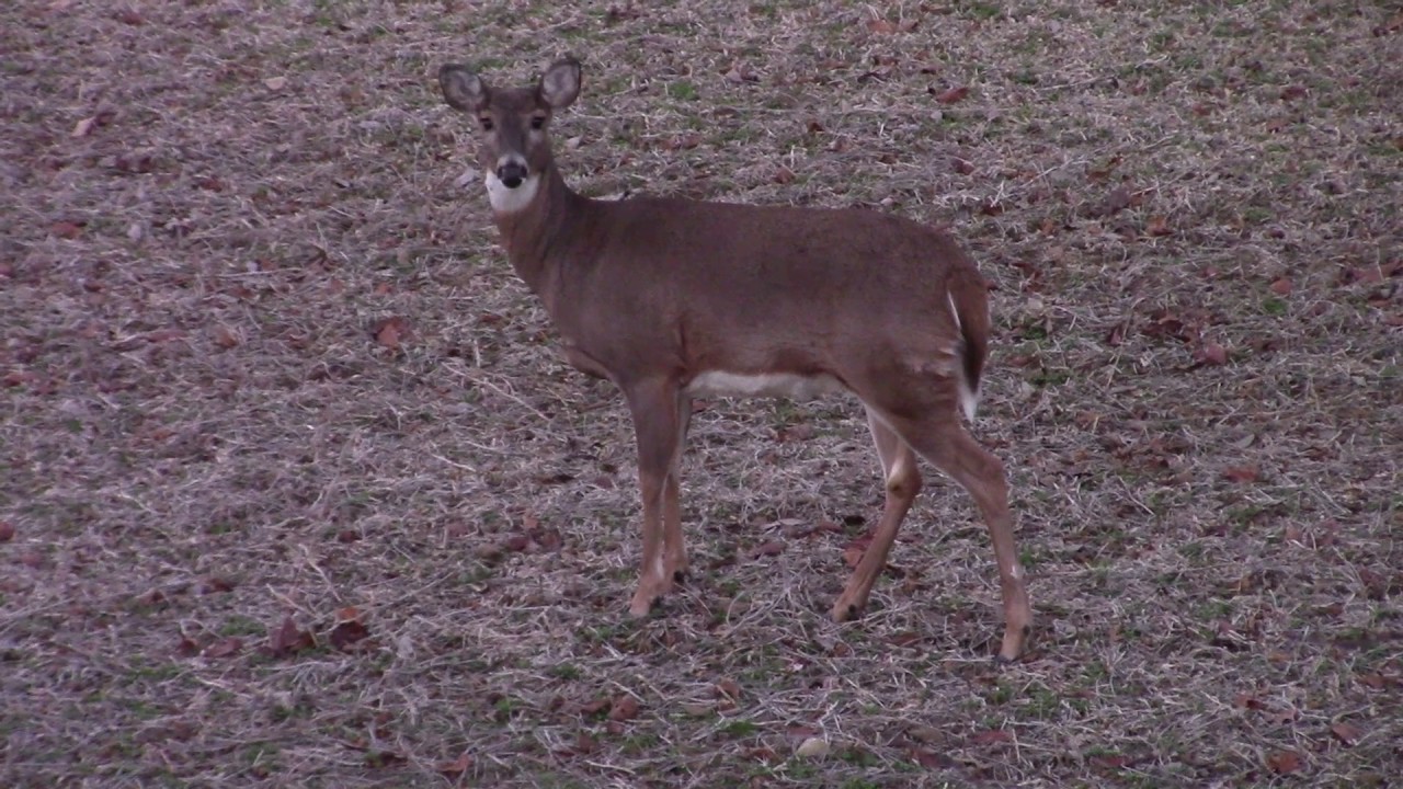 Ohio Archery Doe 2016 - YouTube