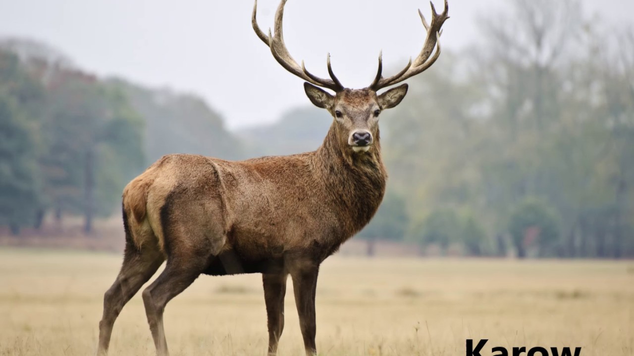 Cornish - Animals - YouTube