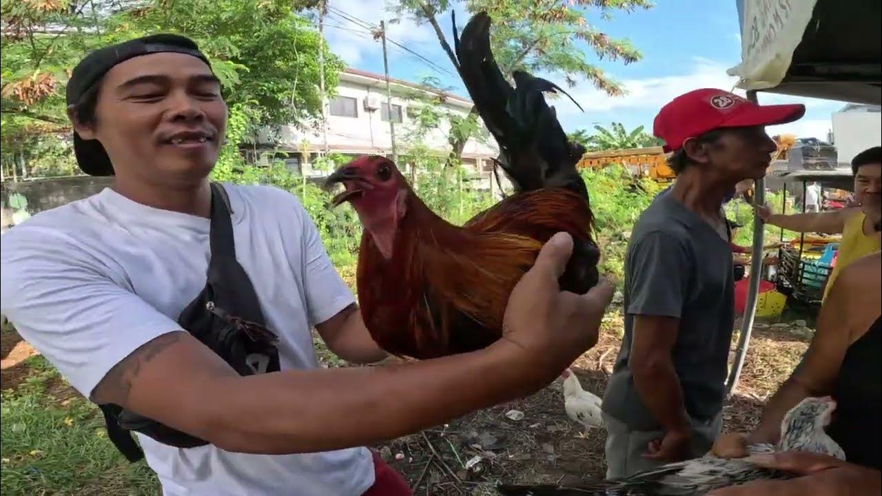 boss jt gamefarm pwedeng dalawin para sa mga manok n abinebentang mura - YouTube