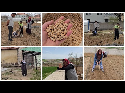 BEREKETLİ OLSUN ✅️PATATES EKİYORUZ ✅️BAHÇEYE NOHUT SAÇTIK✅️KÖY İŞLERİ✅️