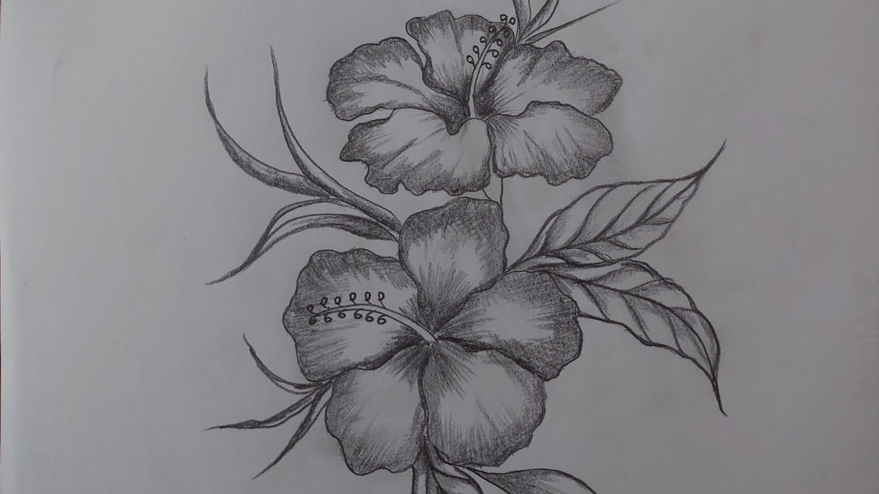 How to Draw Hibiscus flower /Joba Ful Akanor Koushol/ জবা ফুল ড্রইং ...