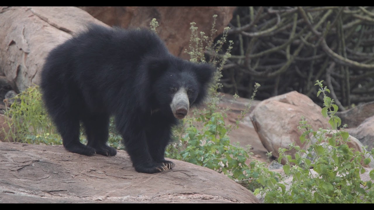 Eat, Sleep, Chill... The Sloth Bear way of life! - YouTube