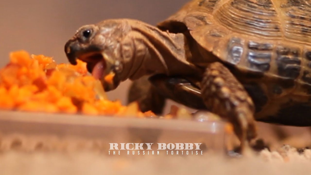 RICKY BOBBY The Russian Tortoise eating carrots and grapes - YouTube