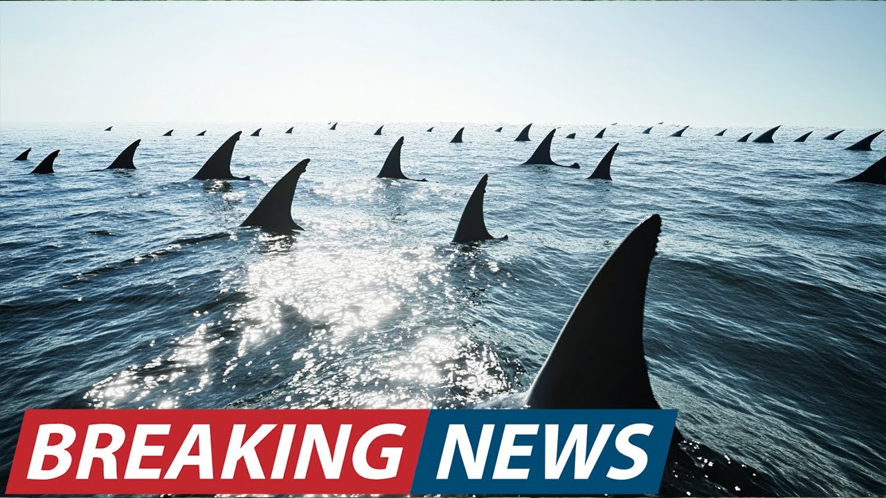 Scientist Raise Alarm as Thousands Of Great White Sharks are Acting ...